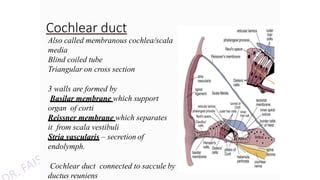 Anatomy of inner ear dr. faisal rahman | PPTX
