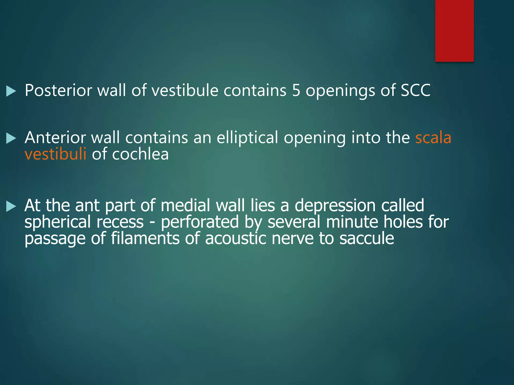 Anatomy of the Inner ear | PPT