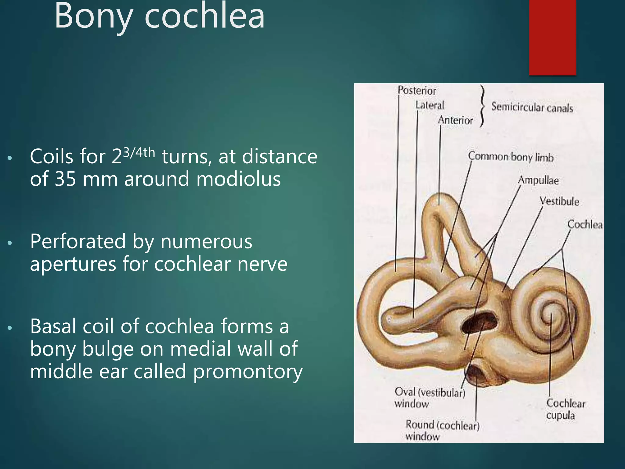 Anatomy of the Inner ear | PPT