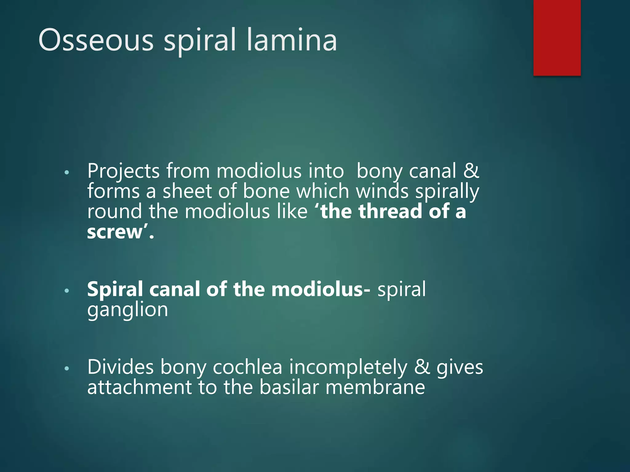 Anatomy of the Inner ear | PPT