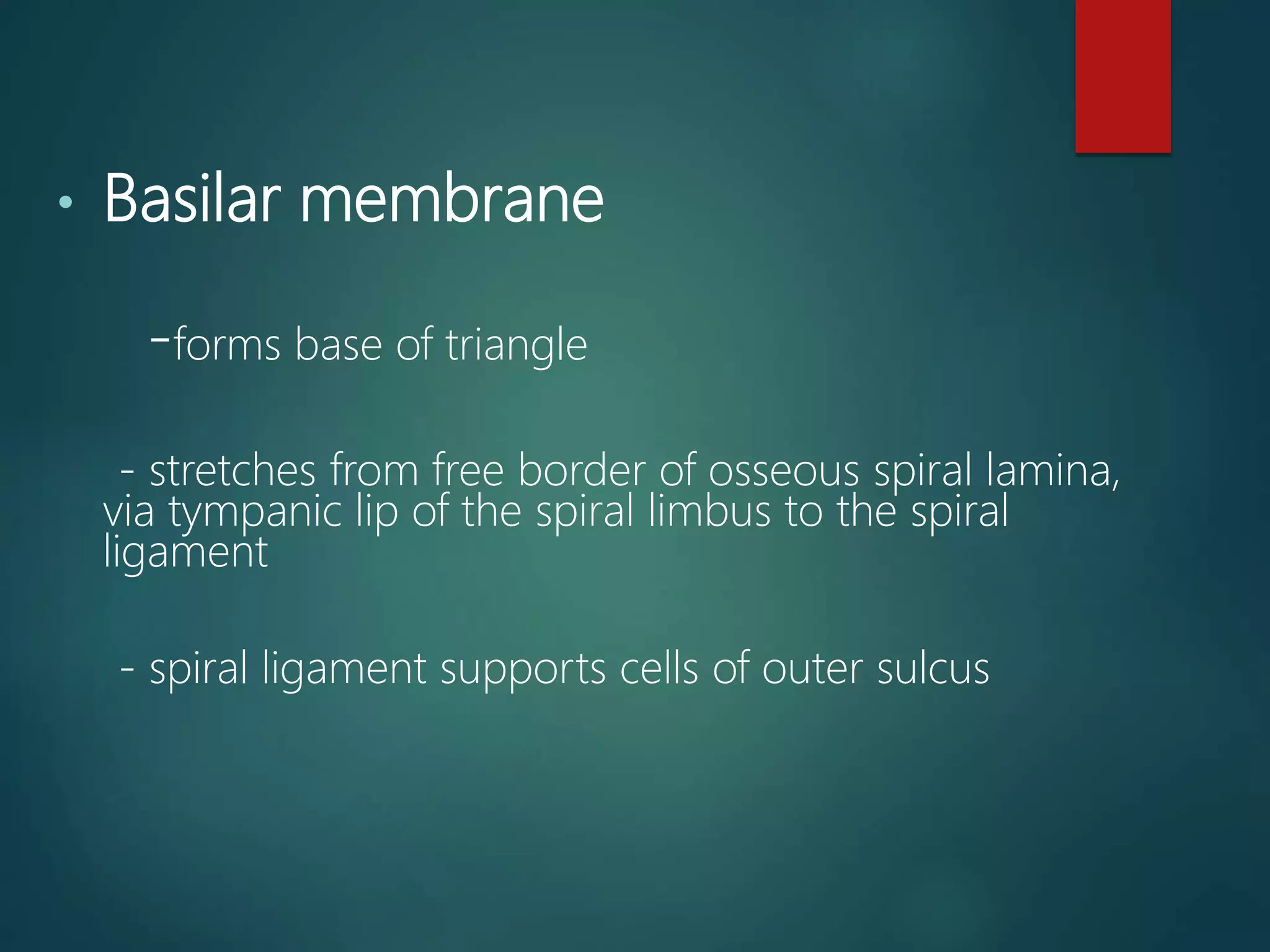 Anatomy of the Inner ear | PPT