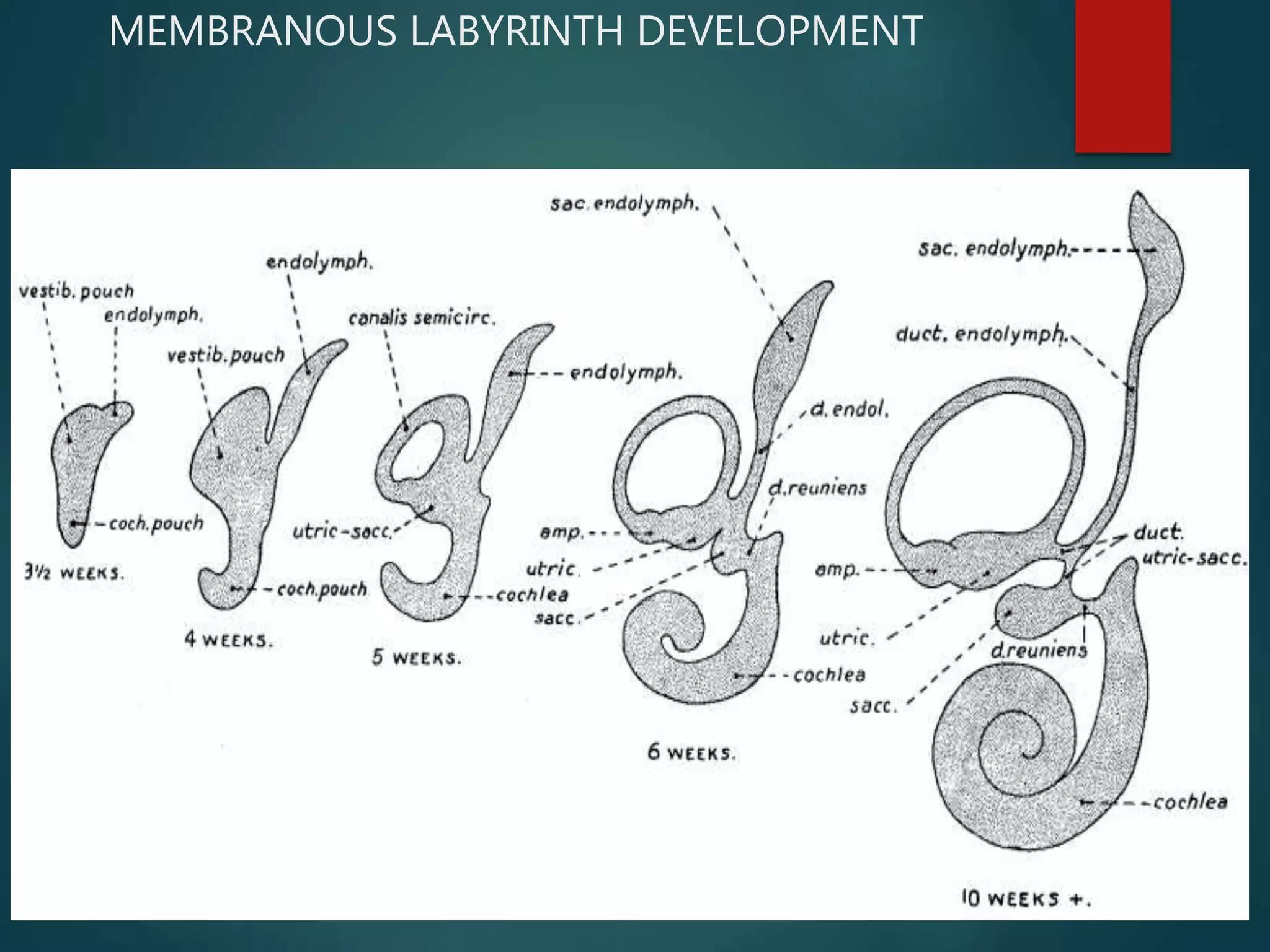Anatomy of the Inner ear | PPT