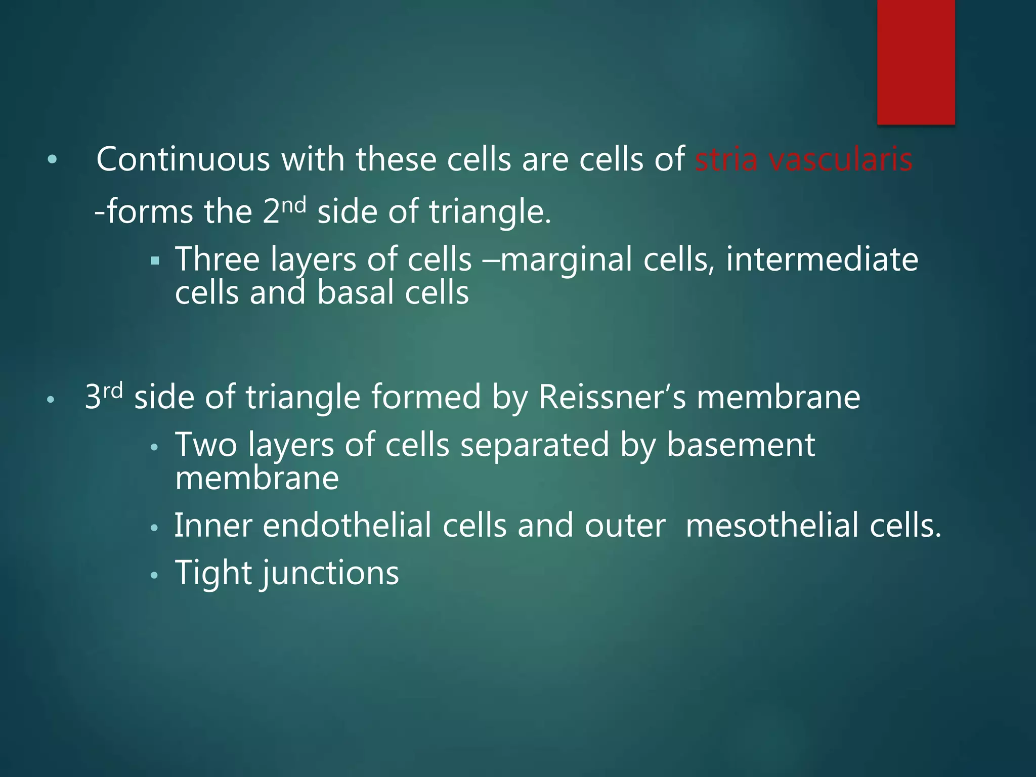 Anatomy of the Inner ear | PPT