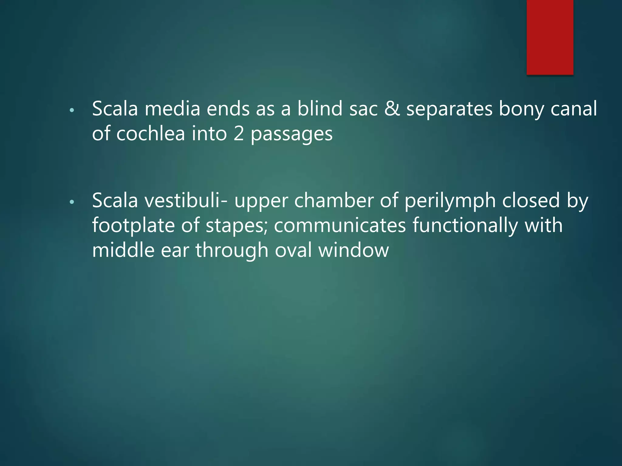 Anatomy of the Inner ear | PPT