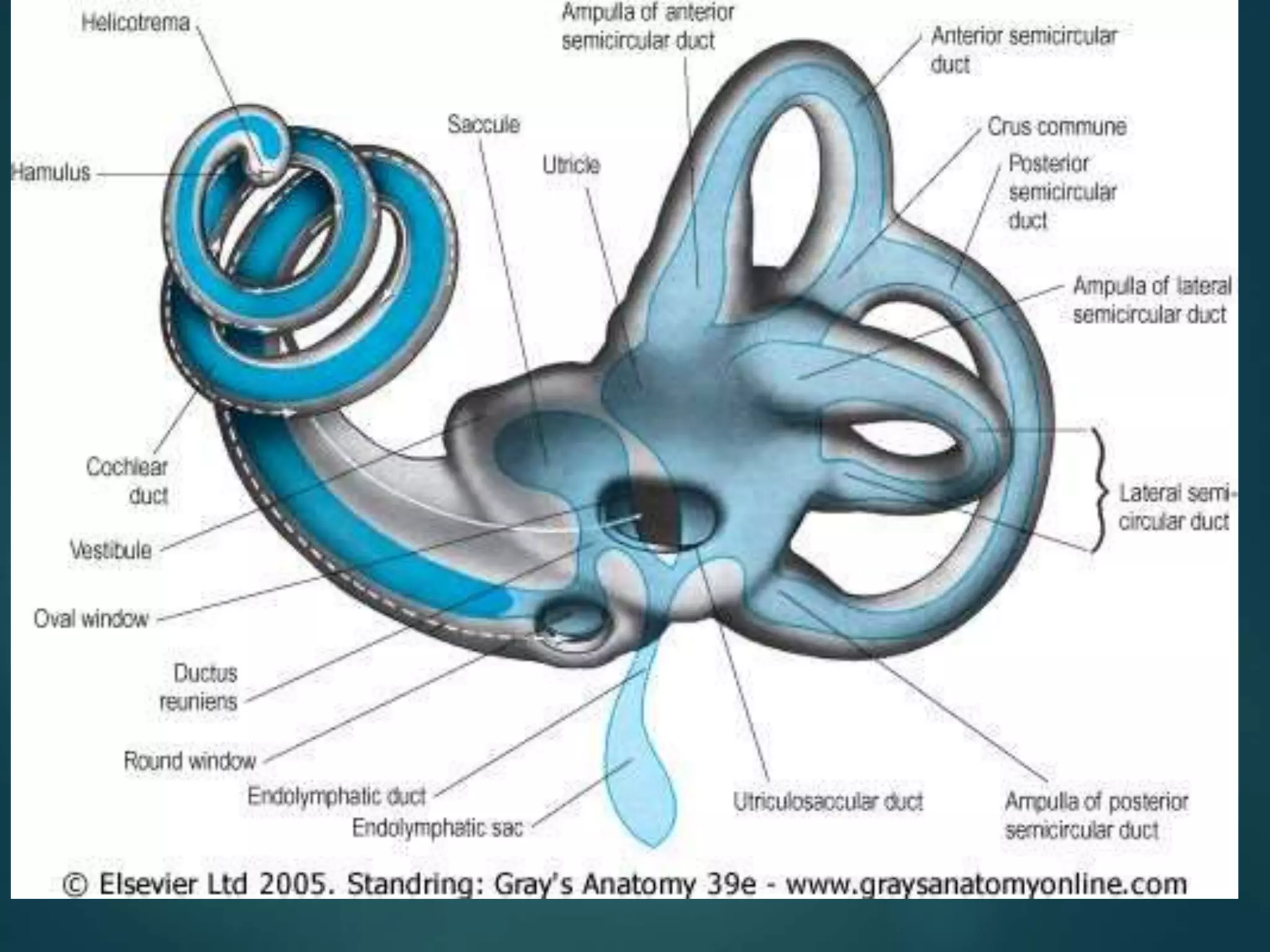 Anatomy of the Inner ear | PPT