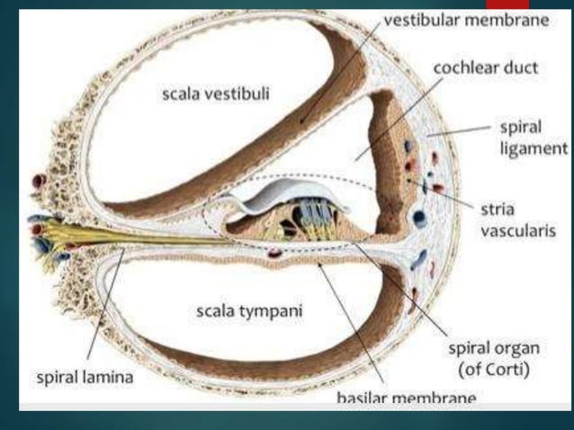 Anatomy of the Inner ear | PPT | Ear, Nose and Throat Conditions ...