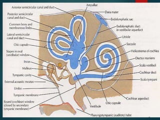 Anatomy of the Inner ear | PPT