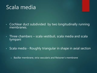 Anatomy of the Inner ear | PPT