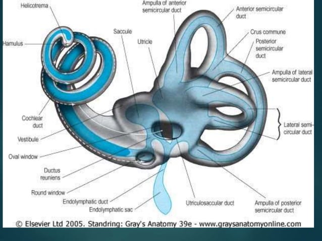 Anatomy of the Inner ear | PPT | Ear, Nose and Throat Conditions ...