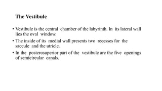 Anatomy of Inner ear(1).pptx