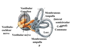 Anatomy of Inner ear(1).pptx