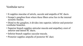 Anatomy of Inner ear(1).pptx | Ear, Nose and Throat Conditions ...