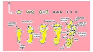 Anatomy of Inner ear(1).pptx