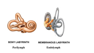 Anatomy of Inner ear(1).pptx | Ear, Nose and Throat Conditions ...
