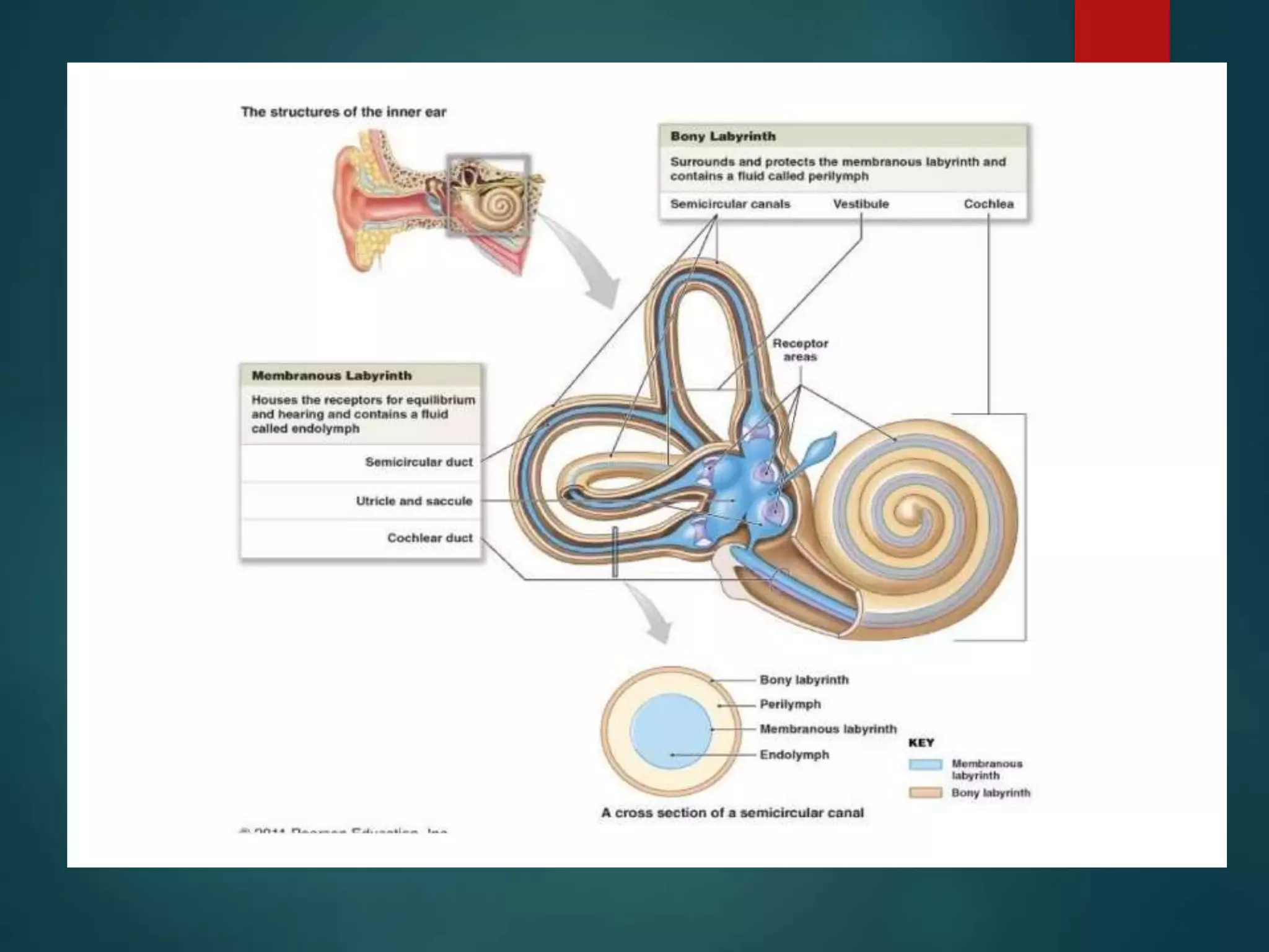 anatomy of inner ear 12345.pptx