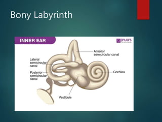 anatomy of inner ear 12345.pptx