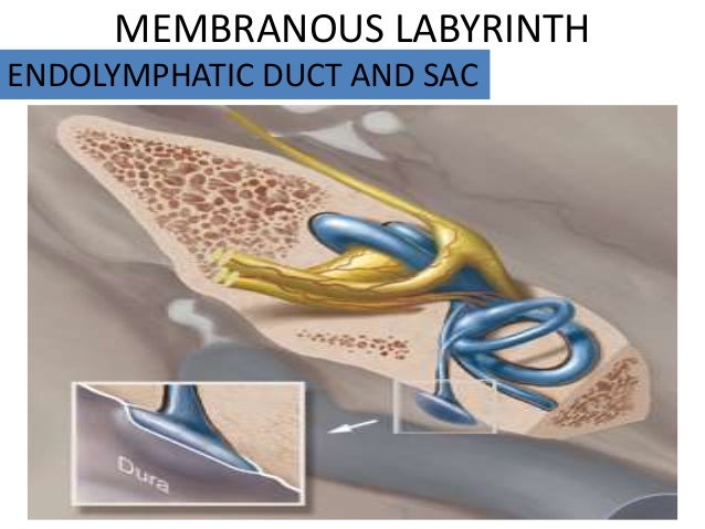 Anatomy of inner ear by dr mithun sutrave
