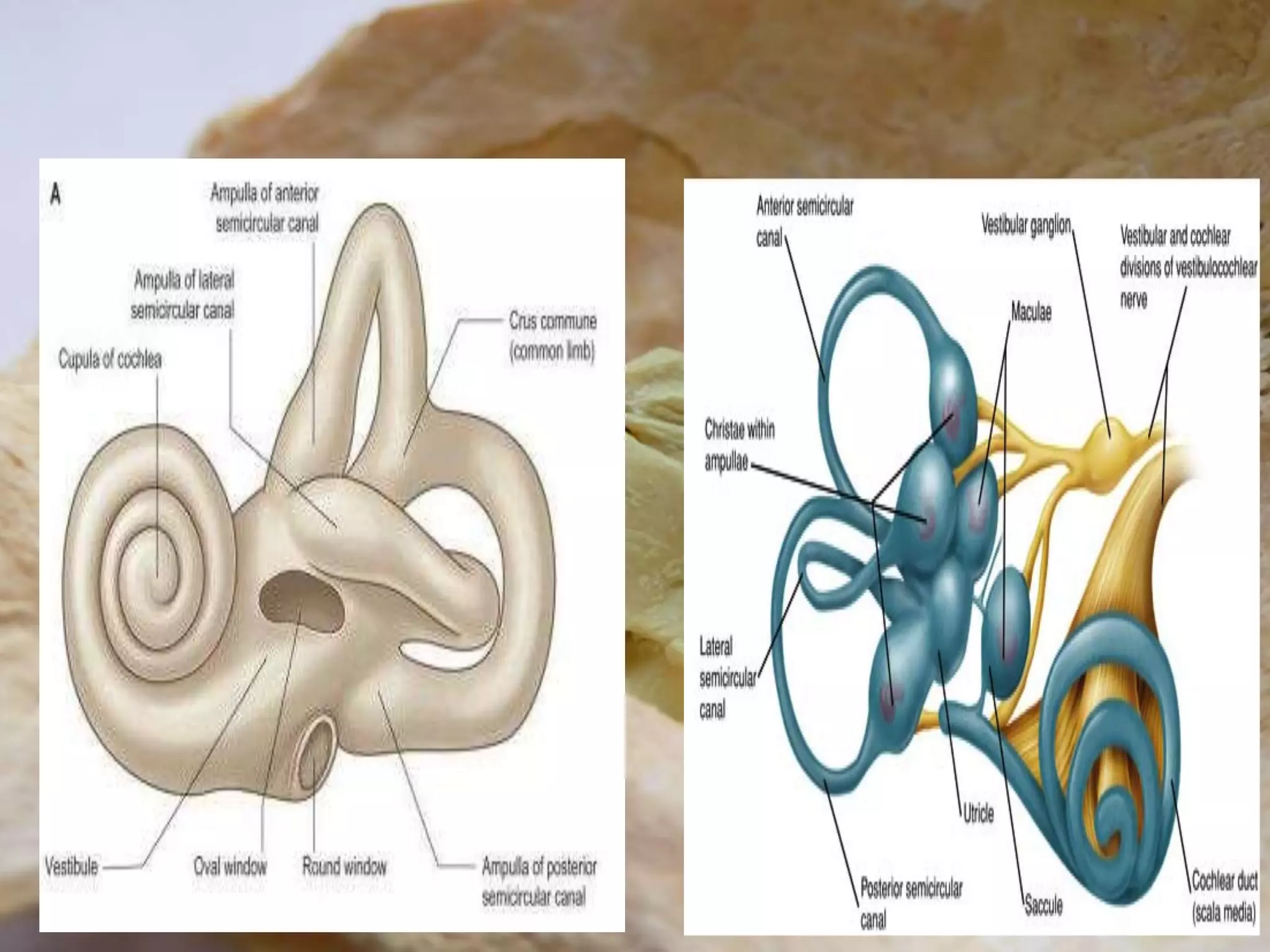 Anatomy of inner ear hk | PPTX