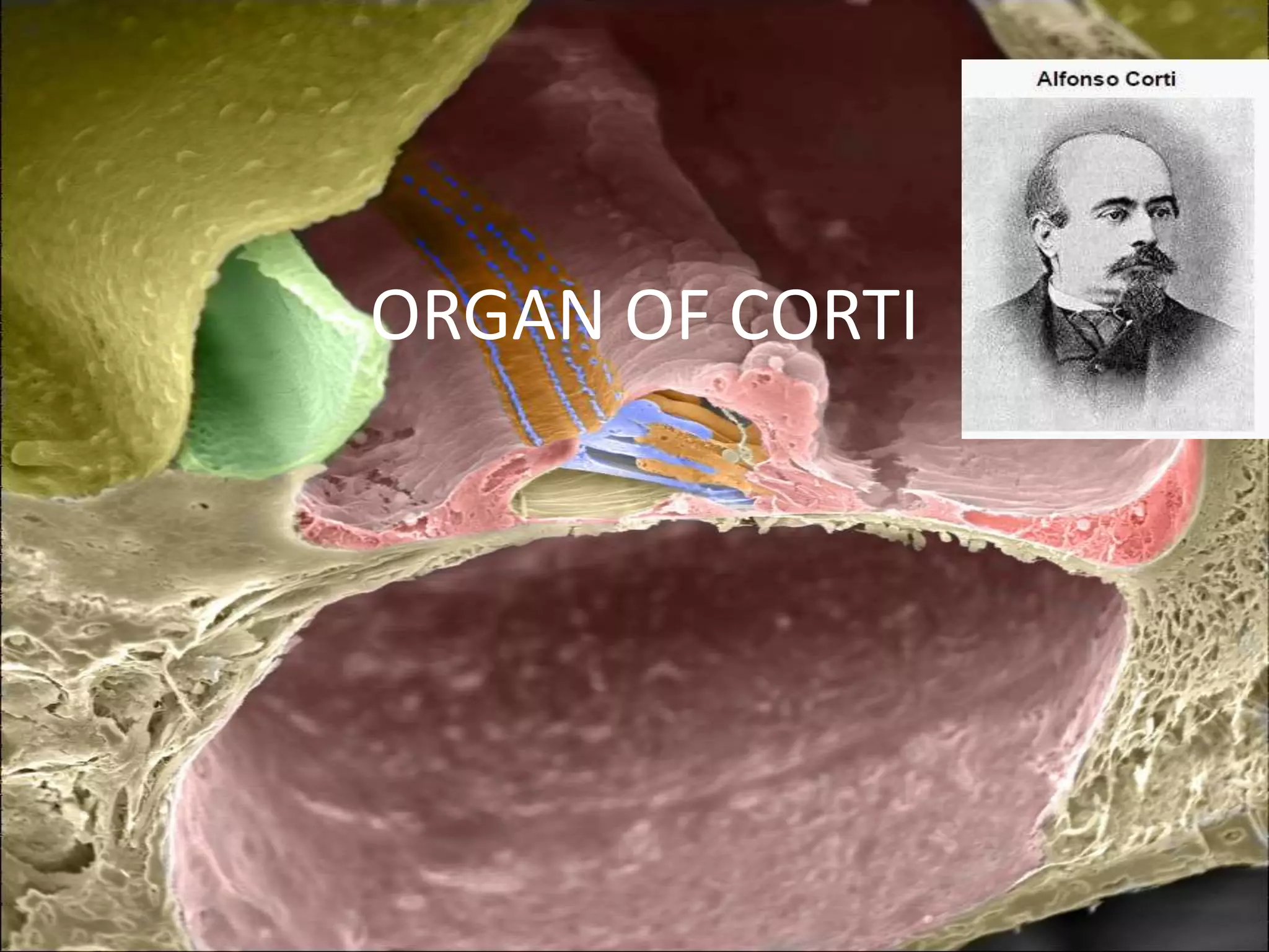 Anatomy of inner ear hk | PPTX