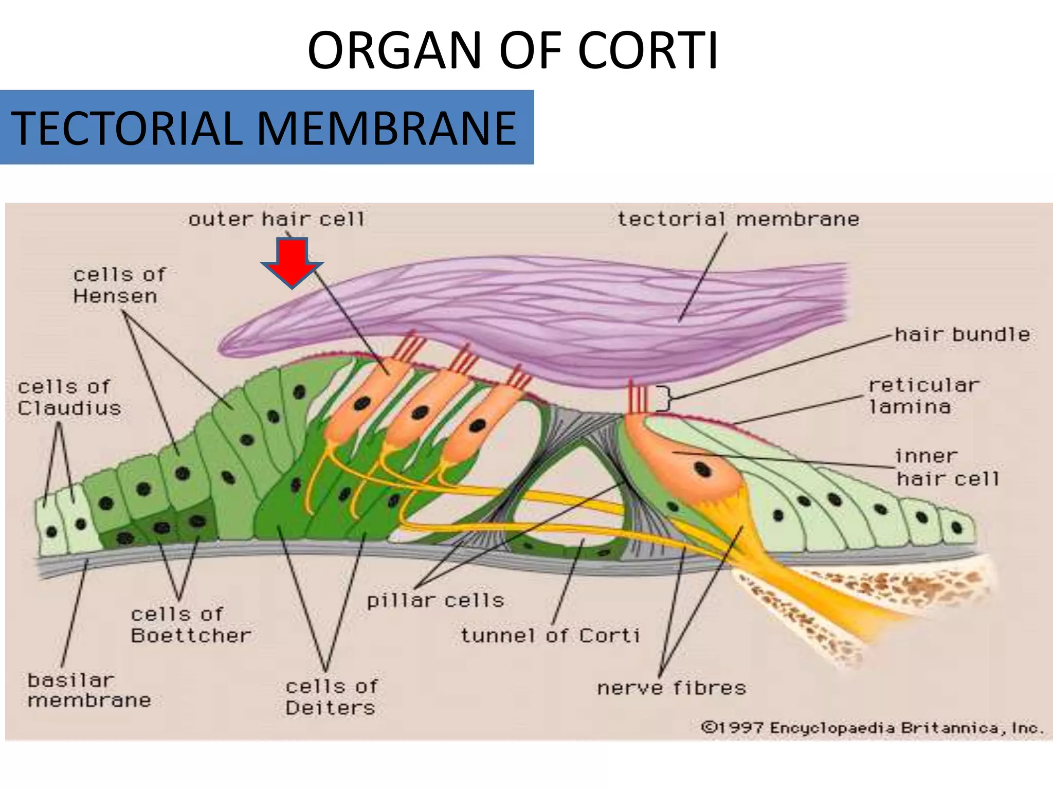Anatomy of inner ear hk | PPTX