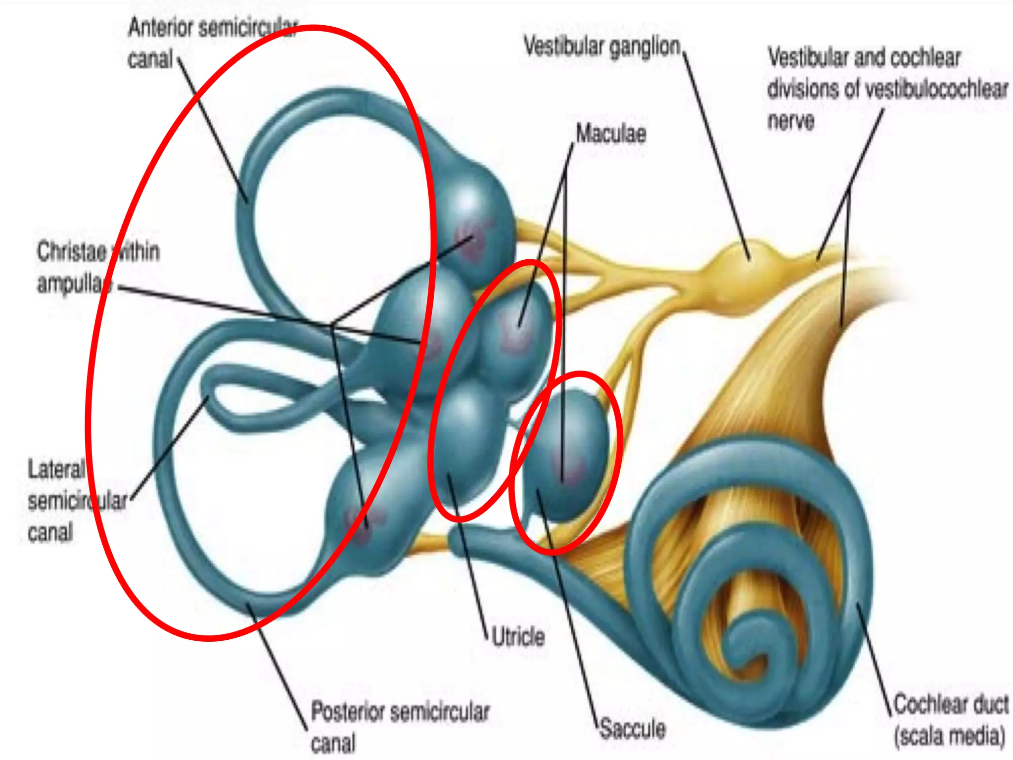 Anatomy of inner ear hk | PPTX