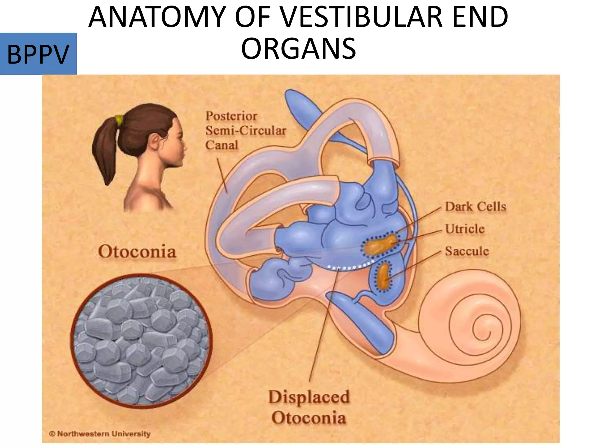 Anatomy of inner ear hk | PPTX