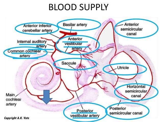 Anatomy of inner ear hk