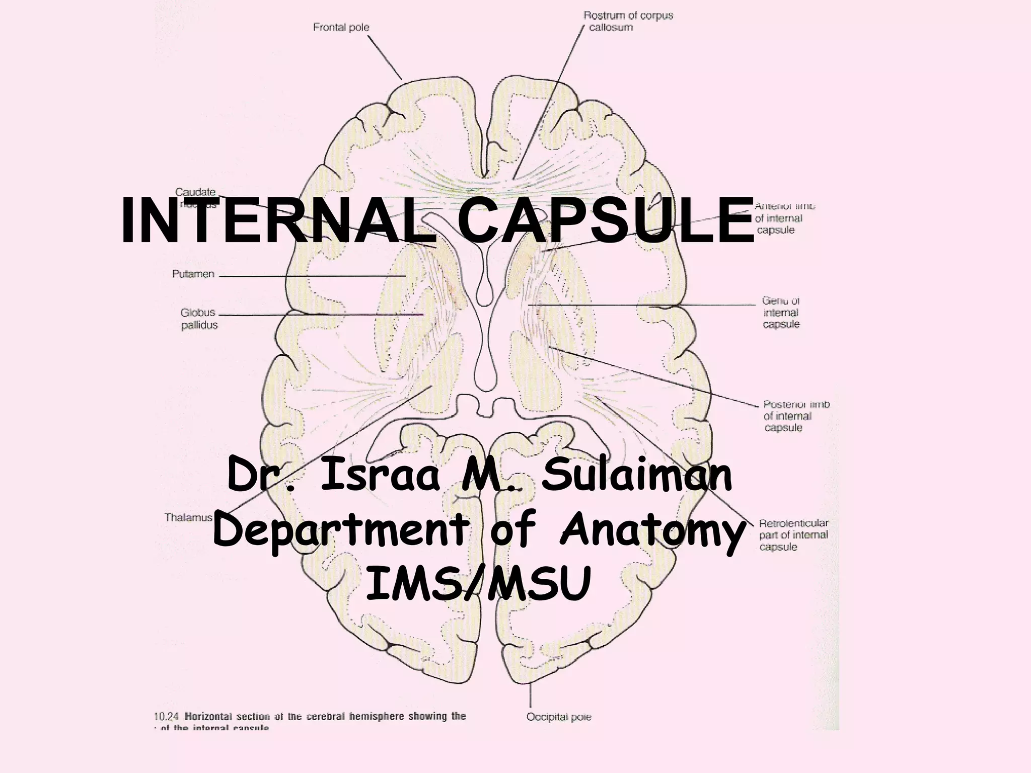 Anatomy of internal capsule | PPT