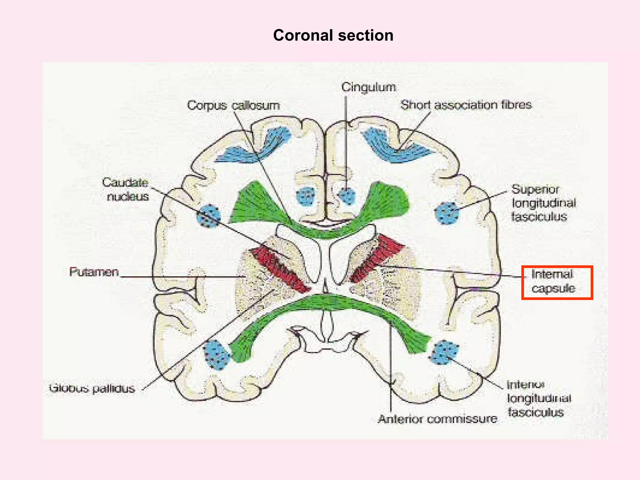 Anatomy of internal capsule | PPT