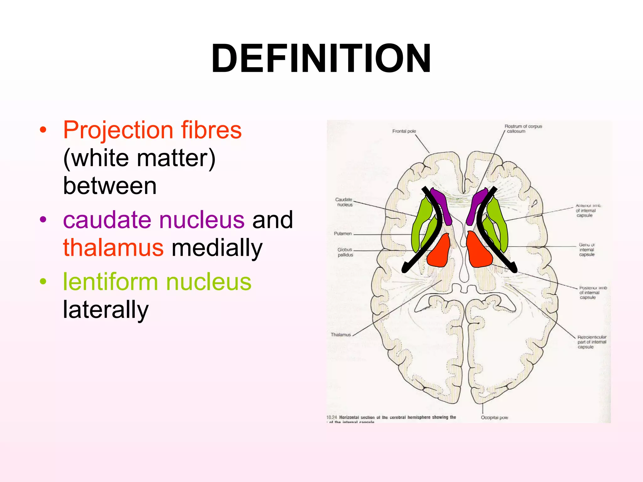Anatomy of internal capsule | PPT