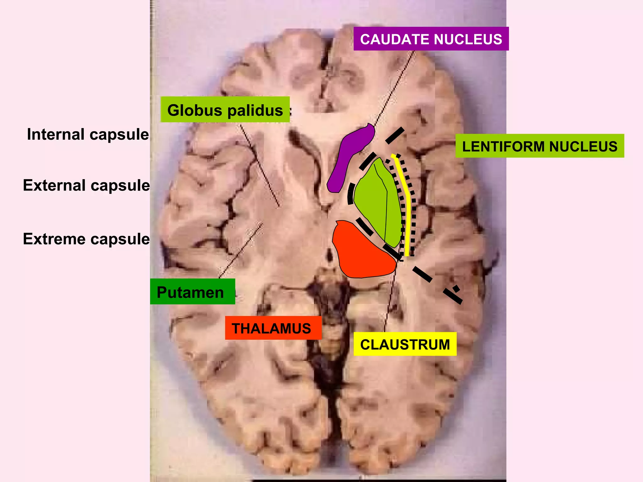 Anatomy of internal capsule | PPT