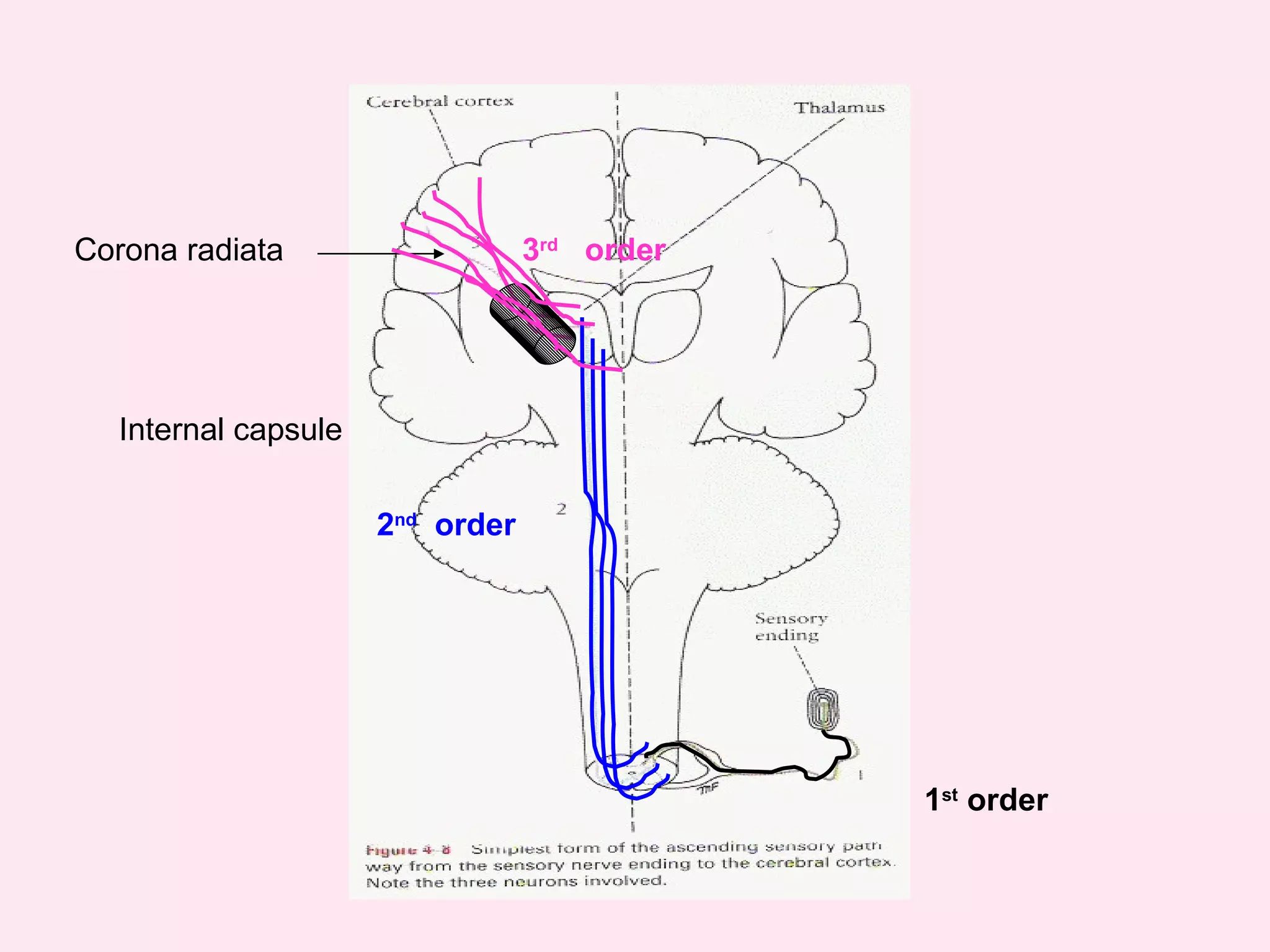 Anatomy of internal capsule | PPT