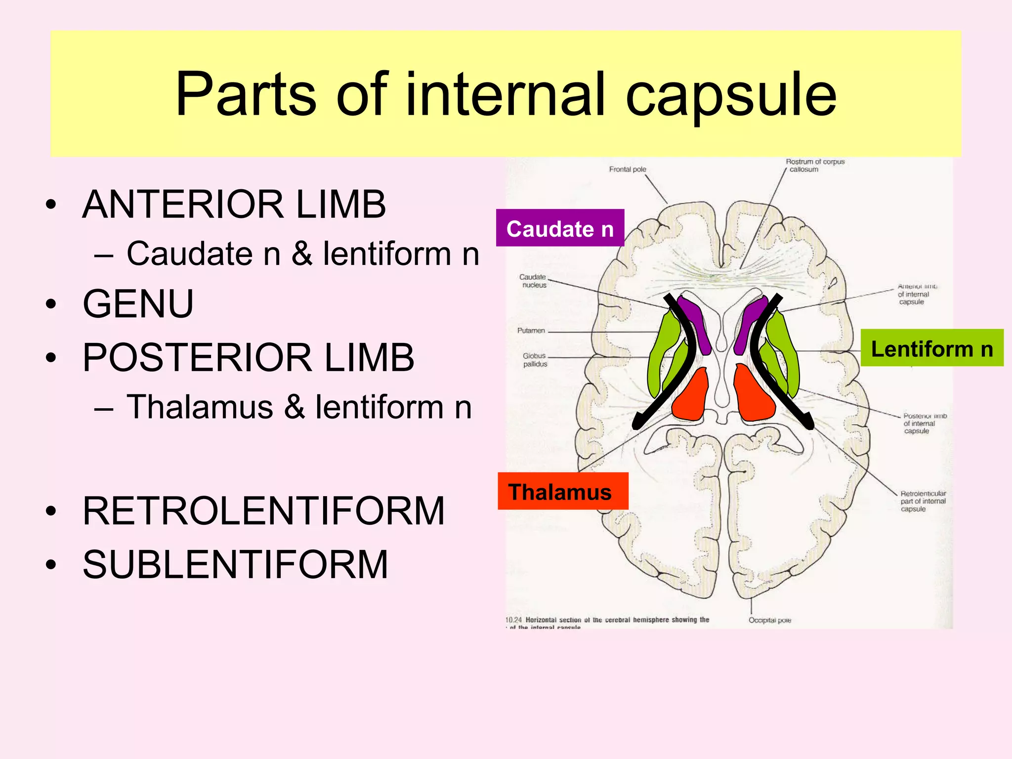 Anatomy of internal capsule | PPT