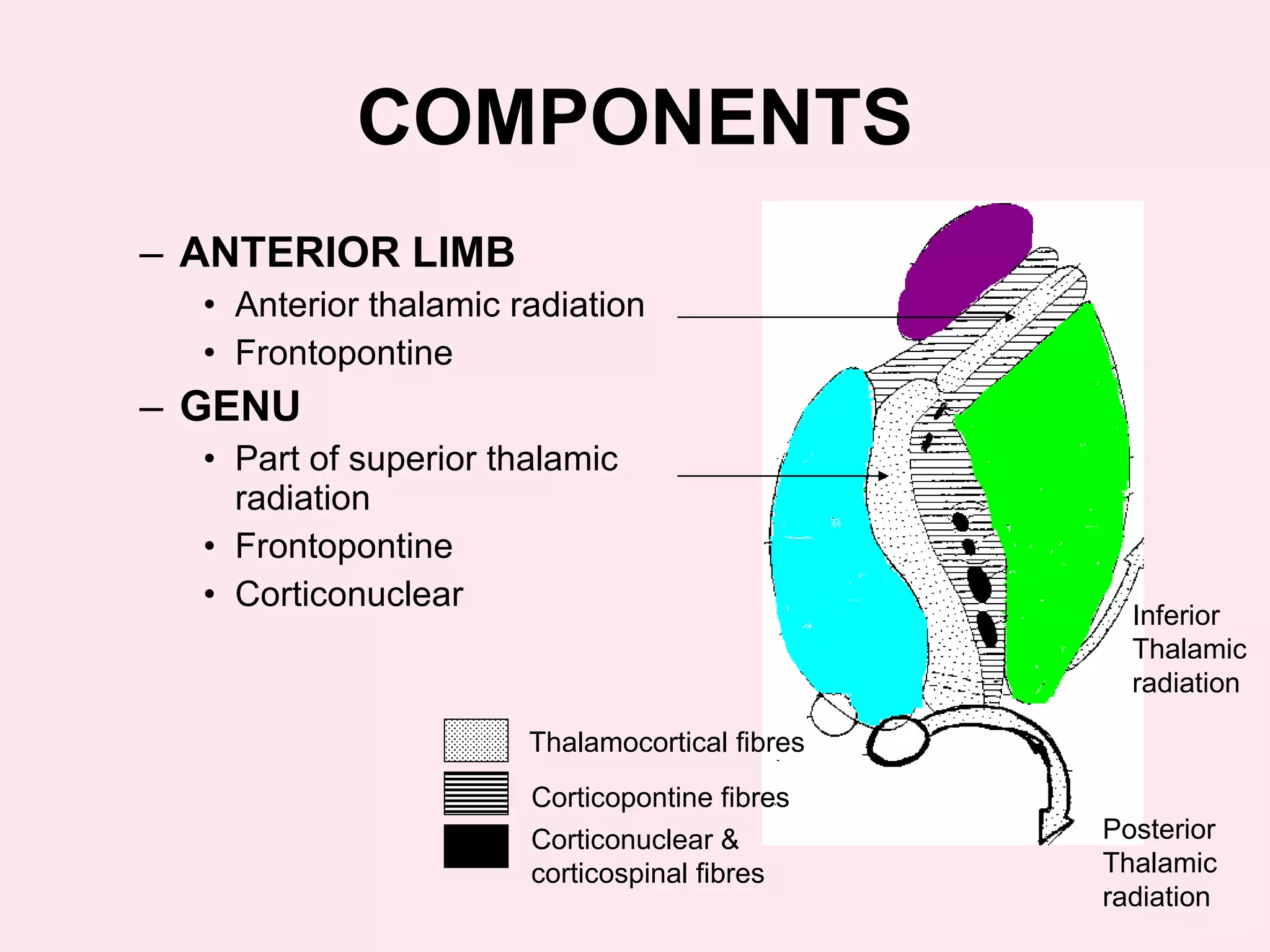 Anatomy of internal capsule | PPT