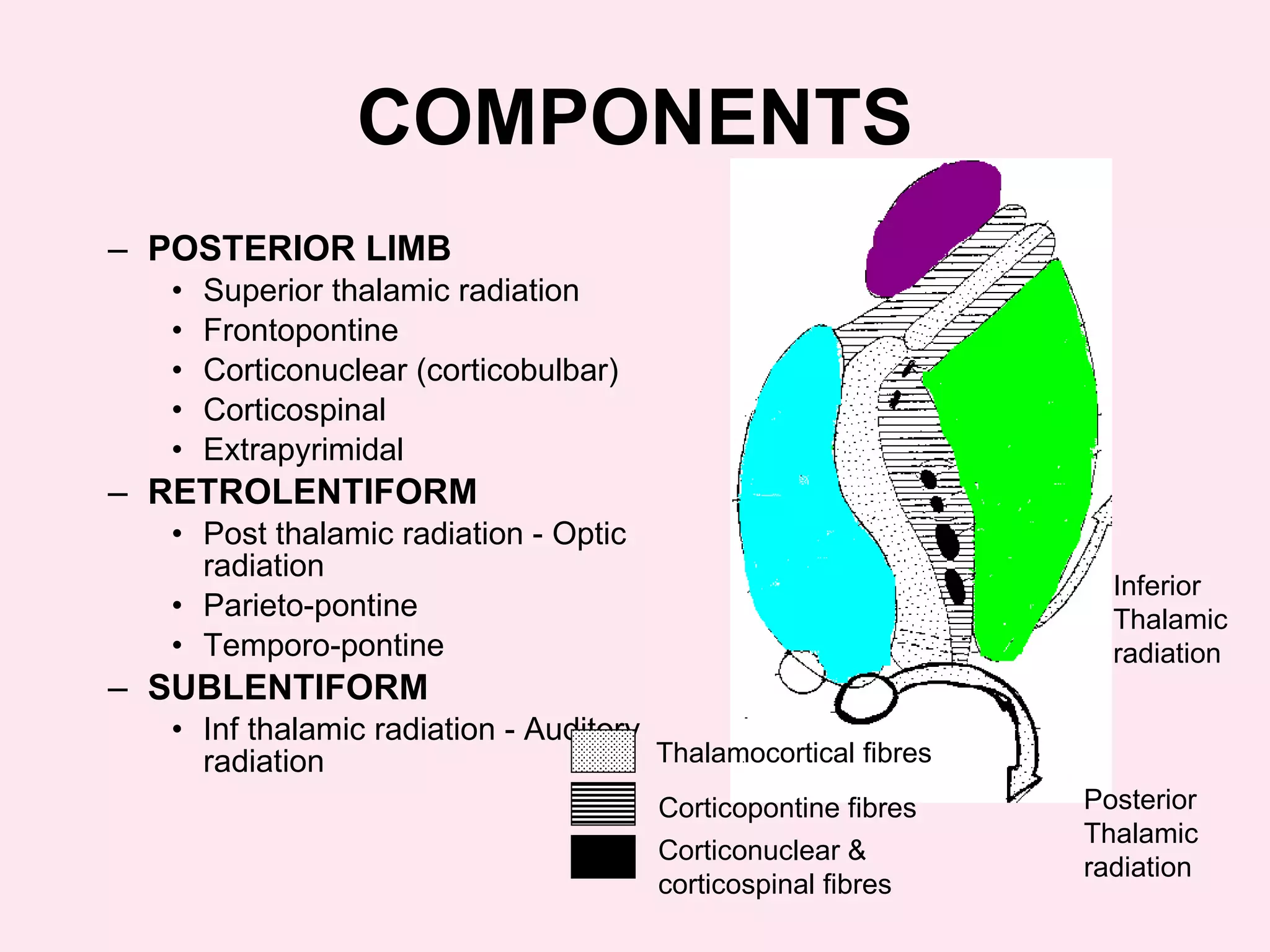 Anatomy of internal capsule | PPT