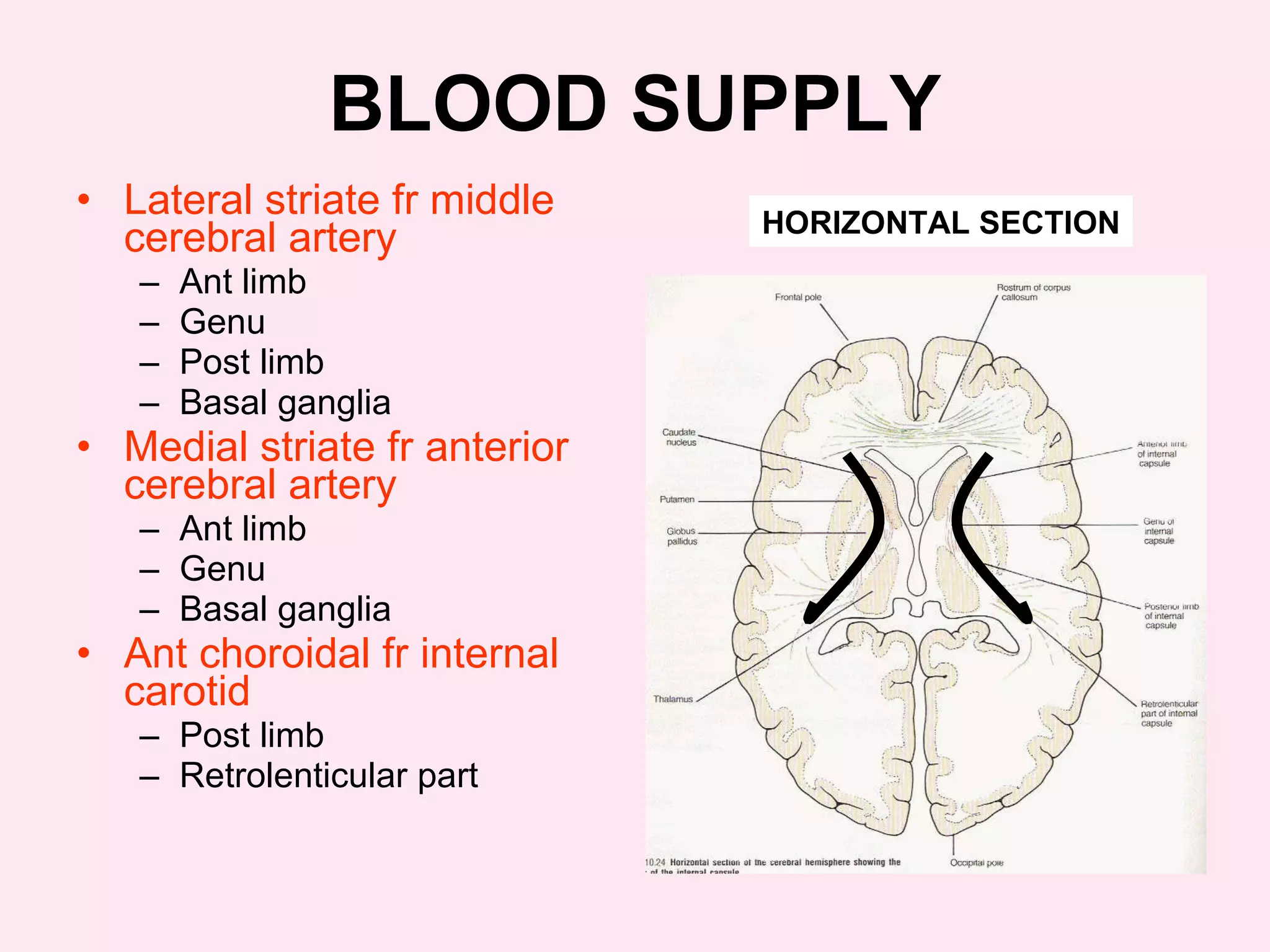 Anatomy of internal capsule | PPT