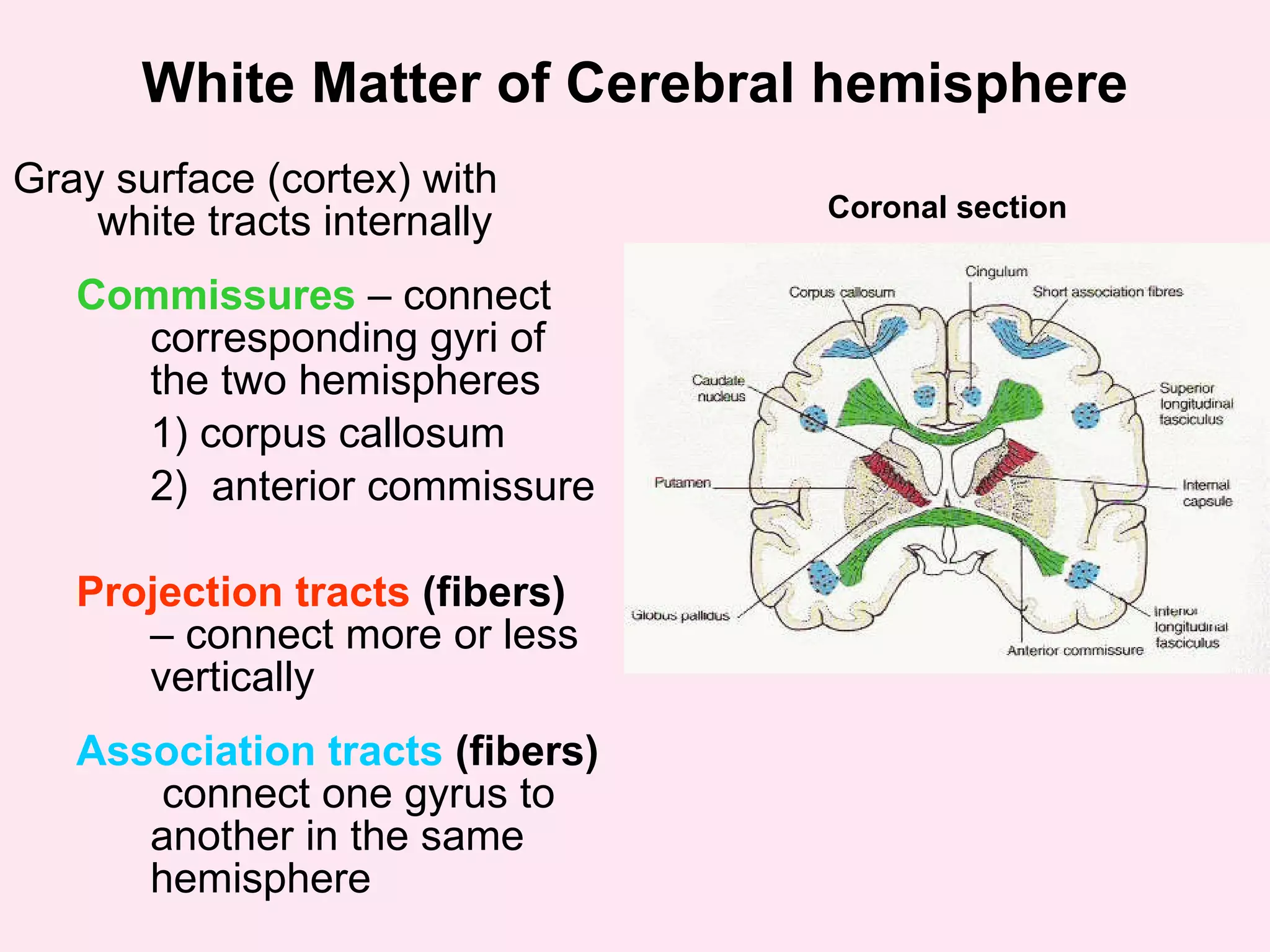 Anatomy of internal capsule | PPT