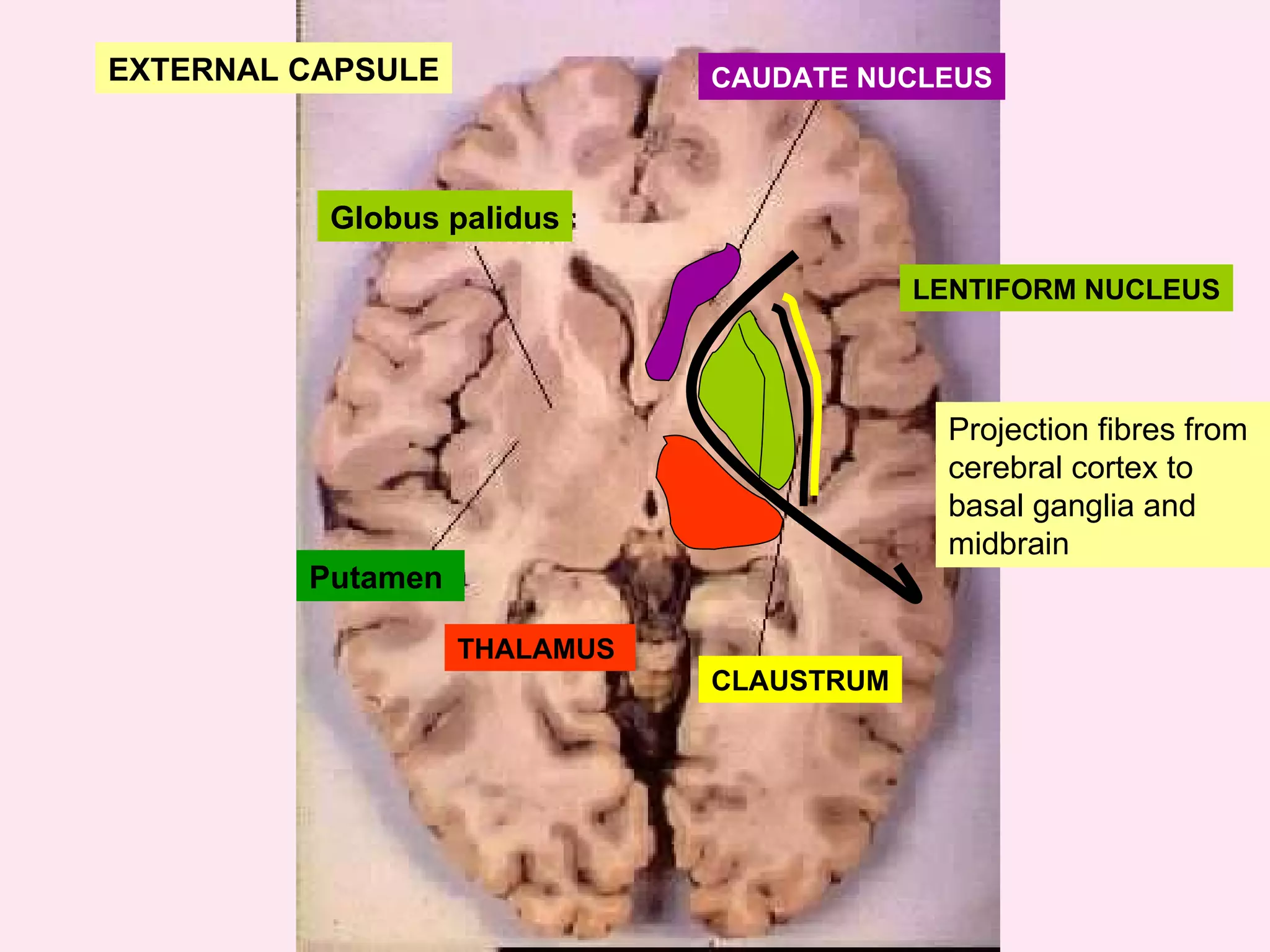 Anatomy of internal capsule | PPT