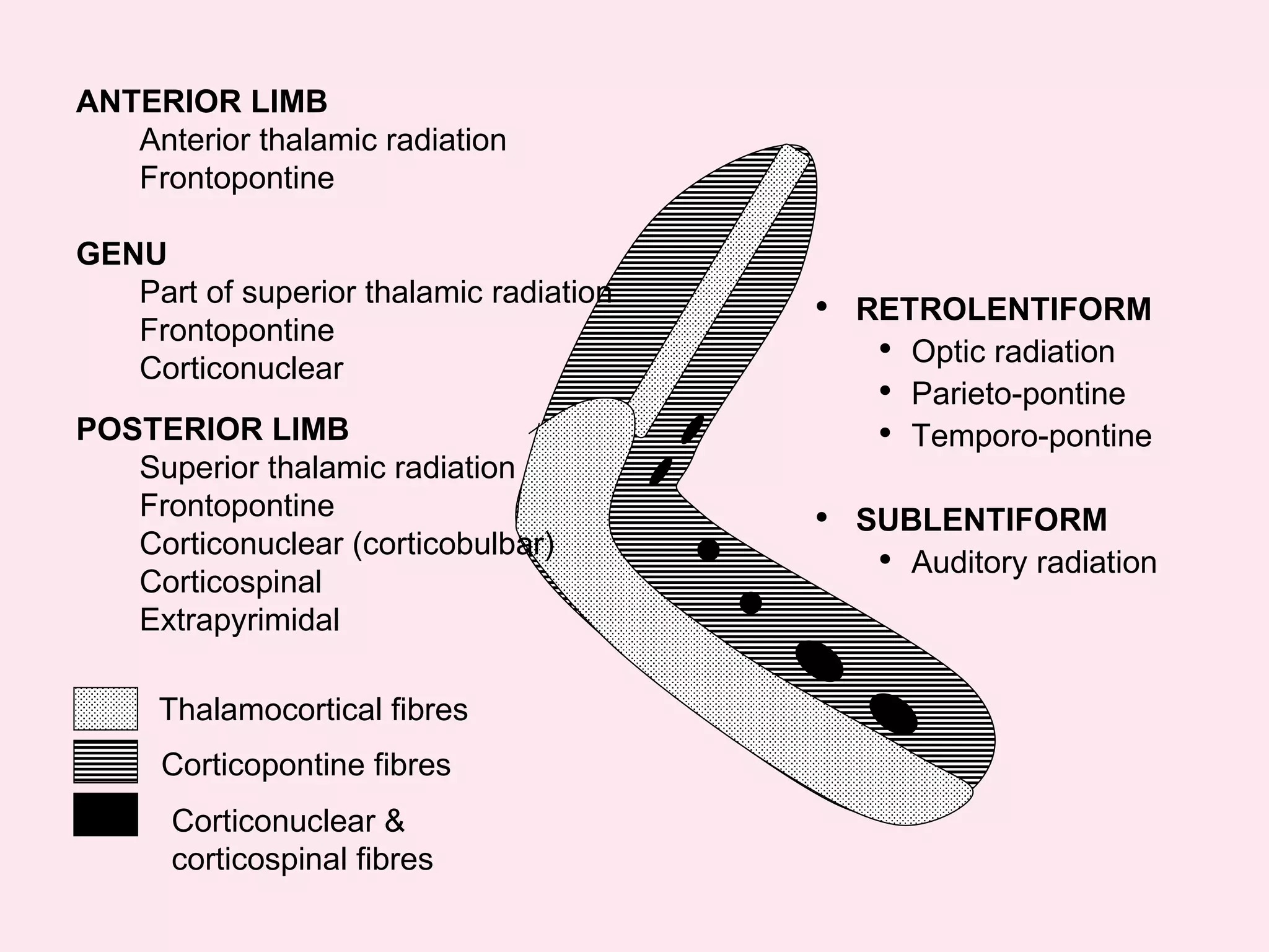 Anatomy of internal capsule | PPT