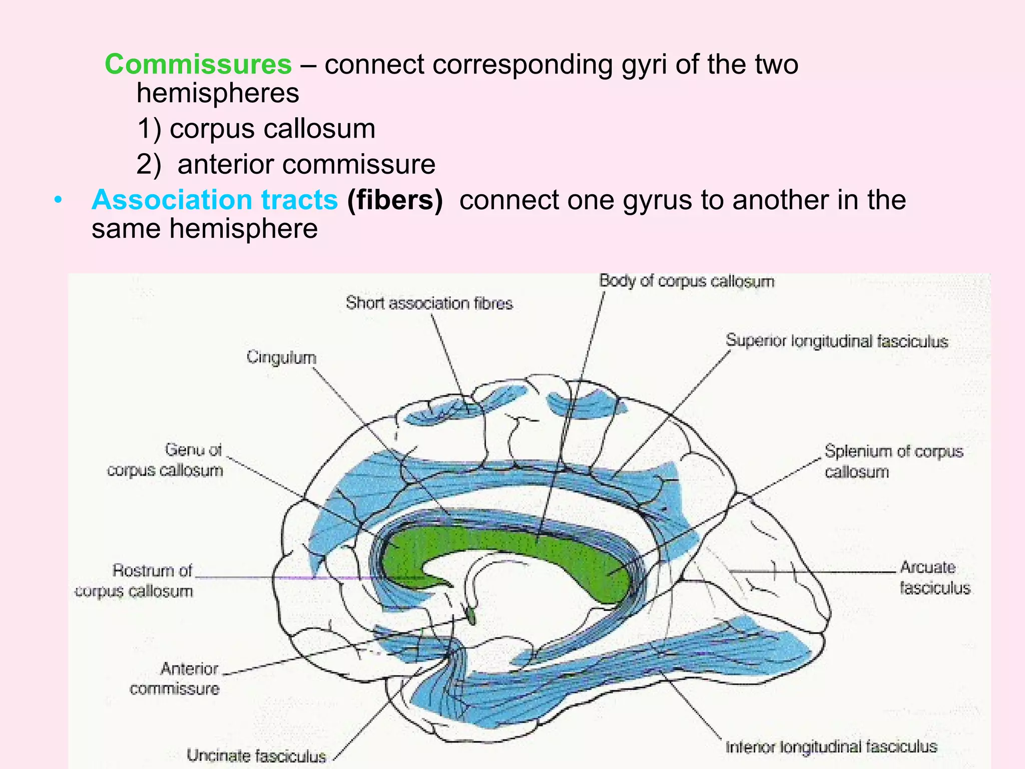 Anatomy of internal capsule | PPT