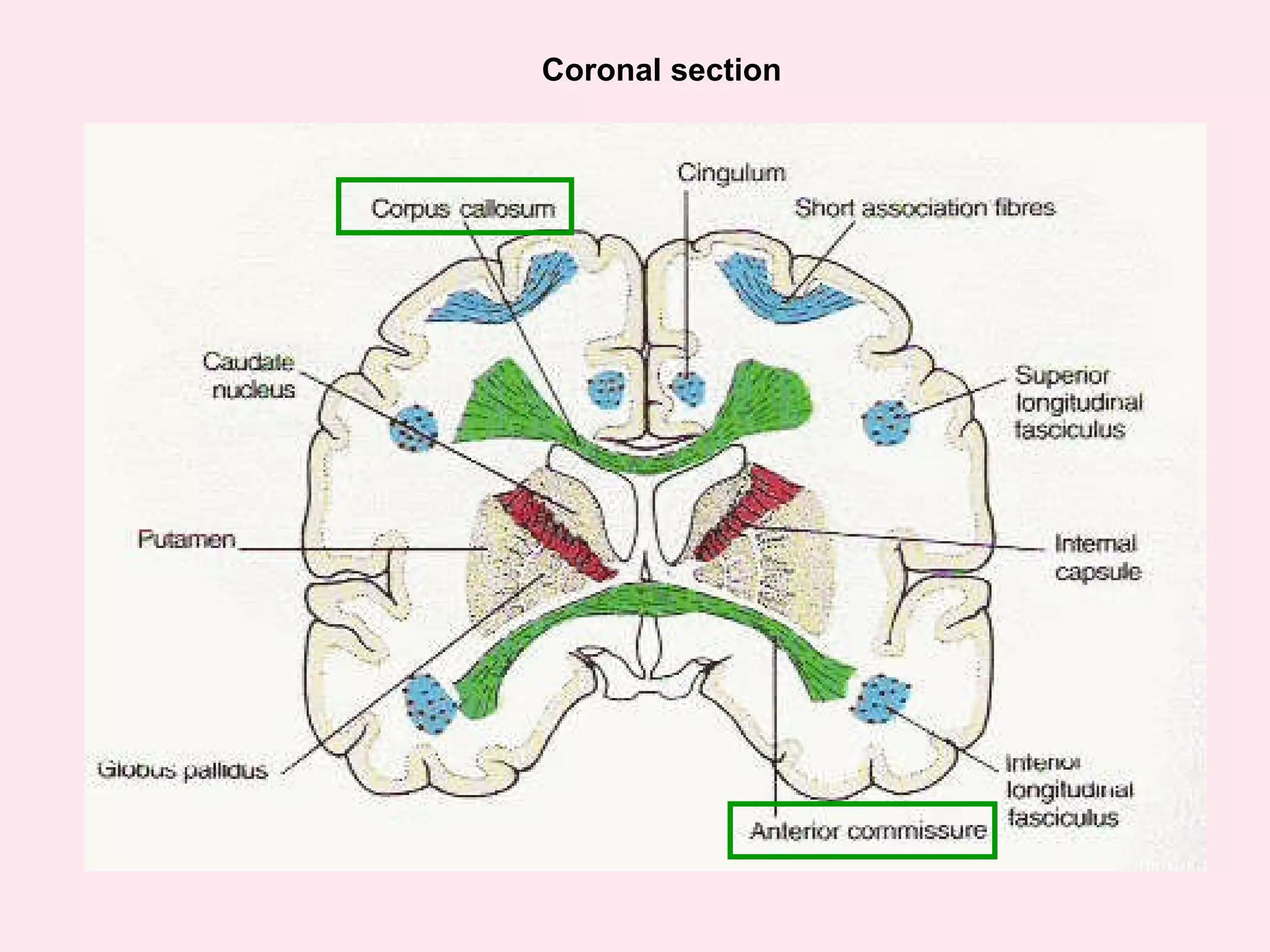 Anatomy of internal capsule | PPT