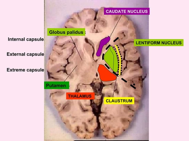 Anatomy of internal capsule | PPT