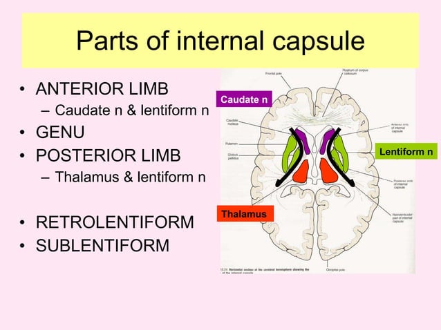 Anatomy of internal capsule | PPT