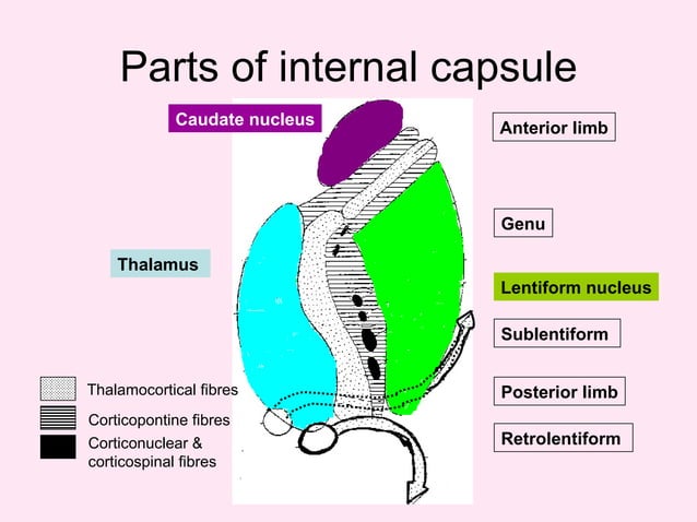 Anatomy of internal capsule | PPT