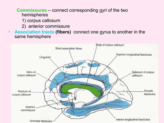 Anatomy of internal capsule | PPT
