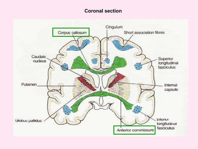 Anatomy of internal capsule | PPT