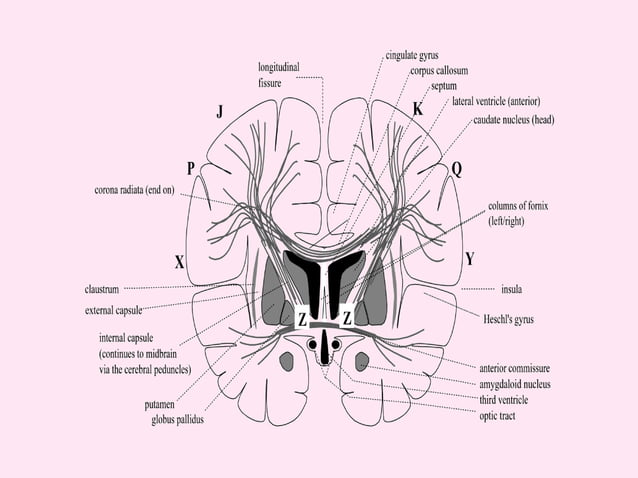 Anatomy of internal capsule | PPT
