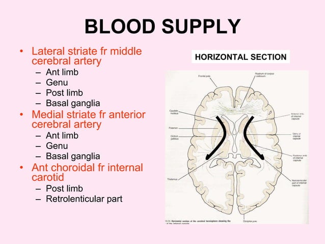 Anatomy of internal capsule | PPT