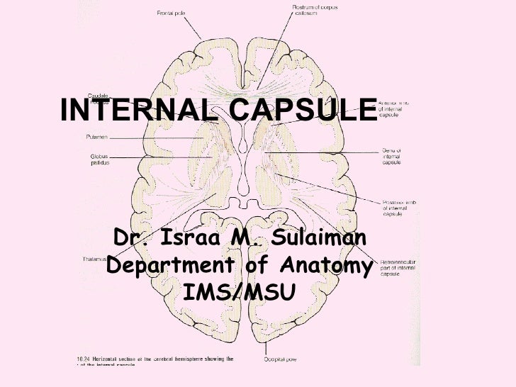 Anatomy of internal capsule
