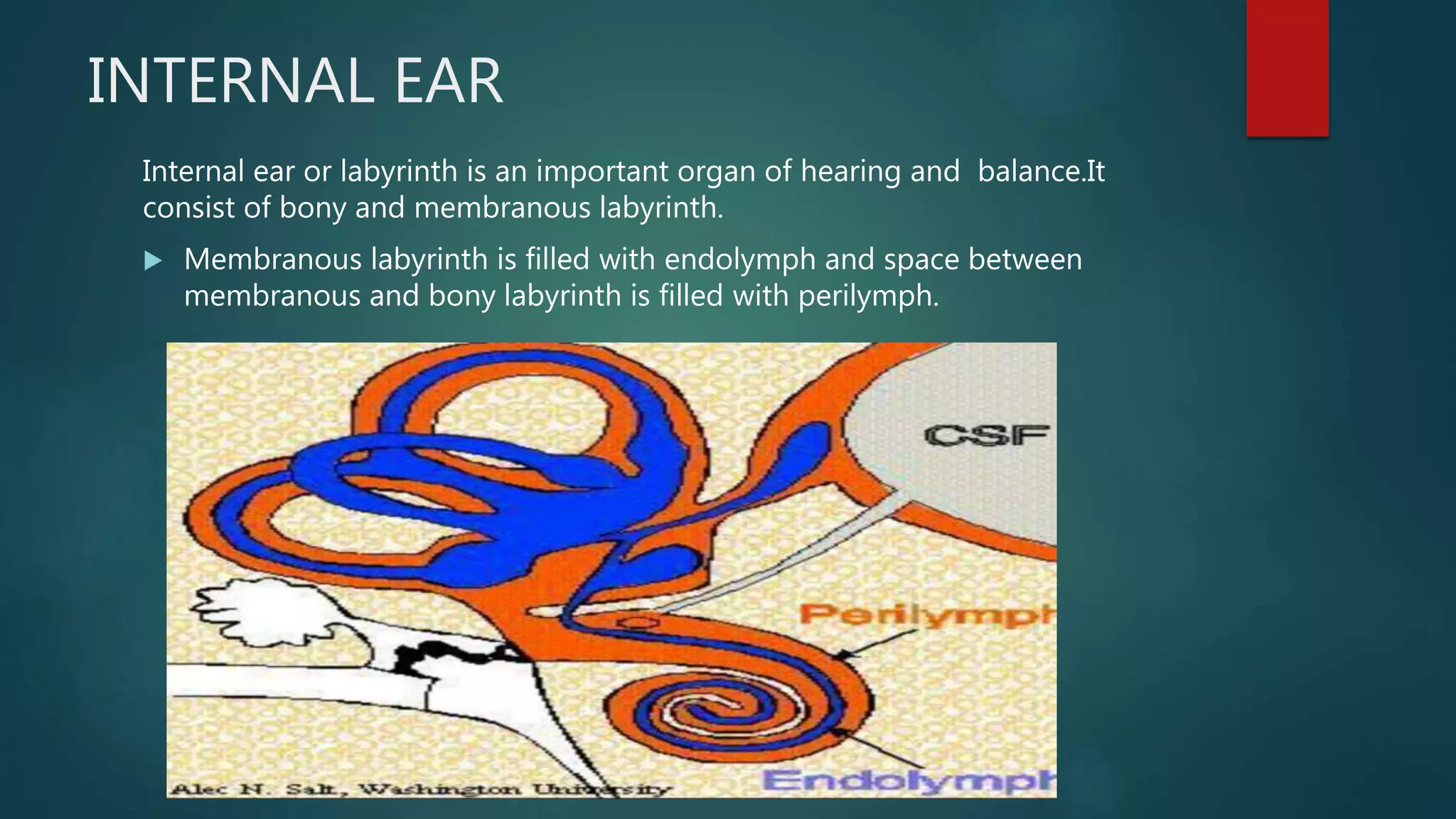 Anatomy of internal ear and physiology of hearing | PPT